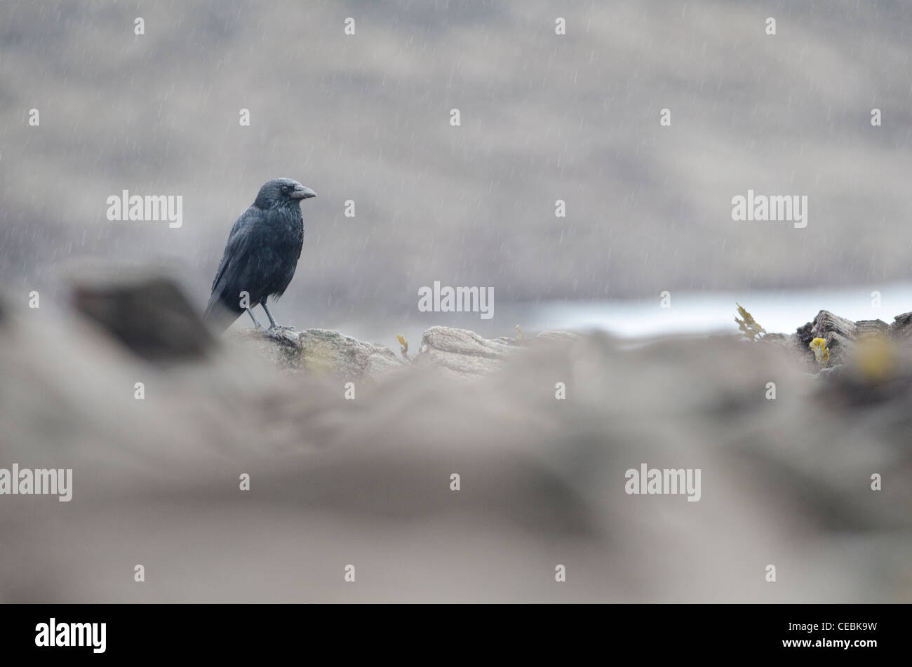 Rain crow hi-res stock photography and images - Alamy
