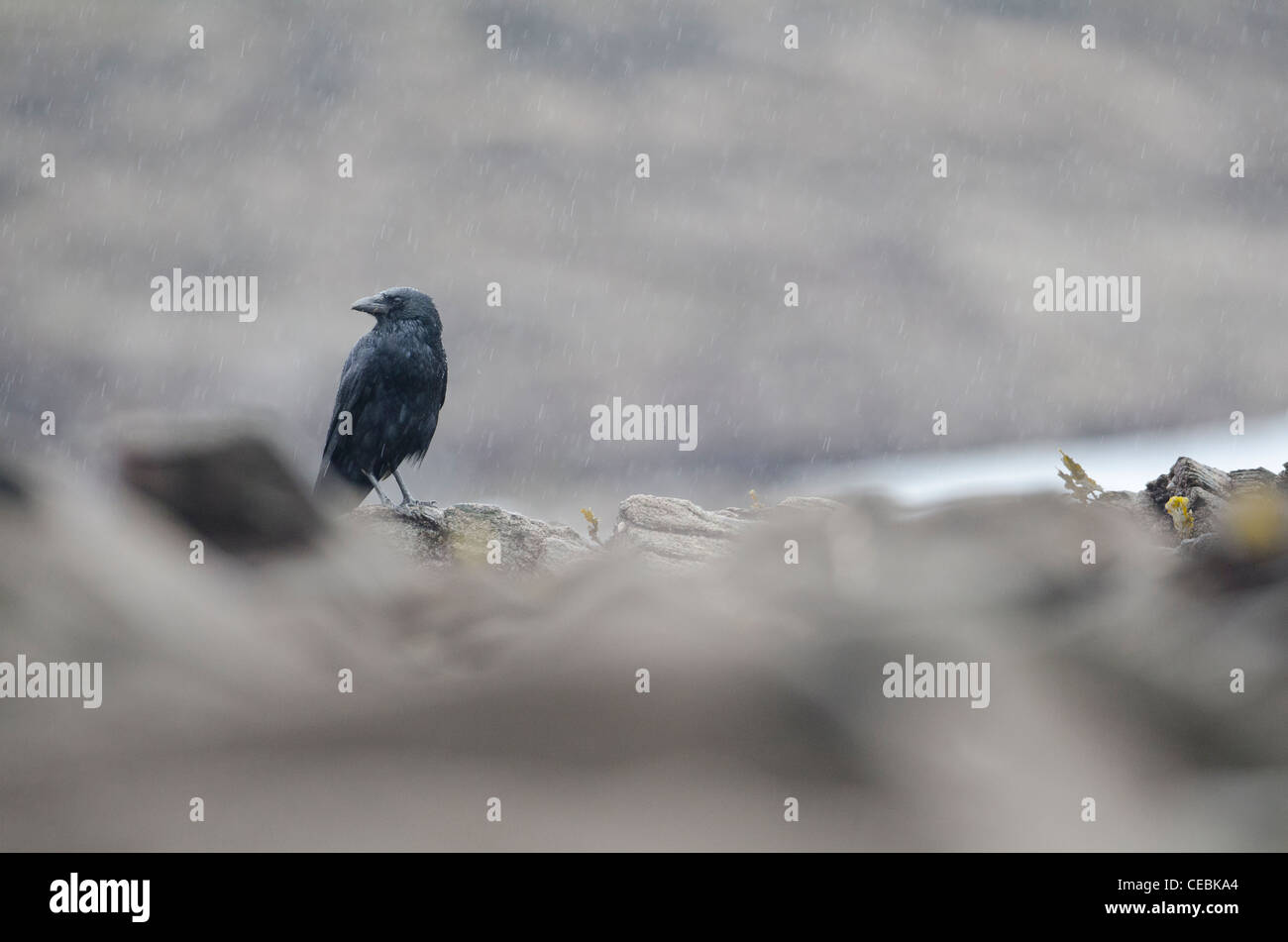 A crow stands in the rain in Cornwall Stock Photo - Alamy