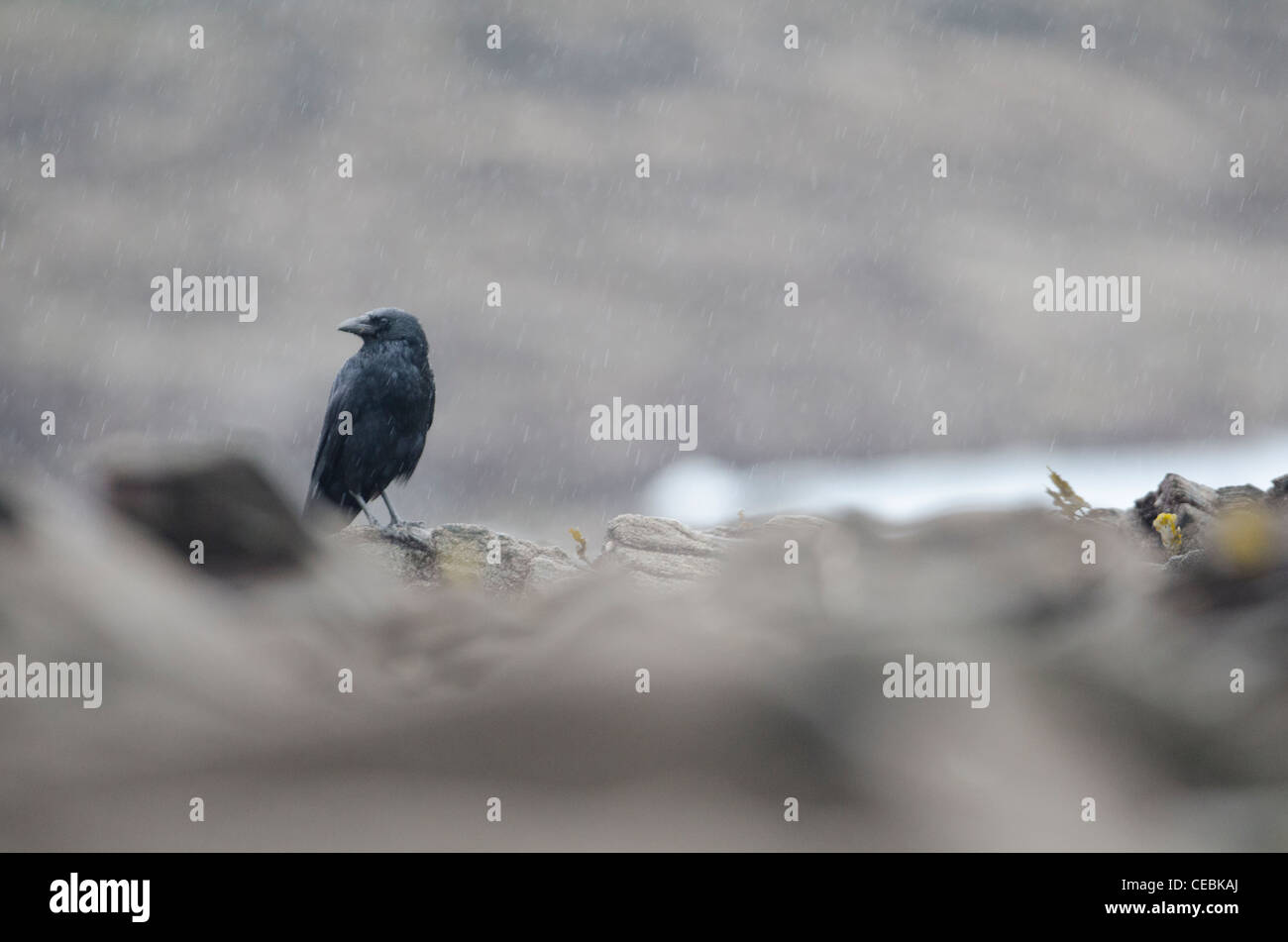 A crow stands in the rain in Cornwall Stock Photo - Alamy