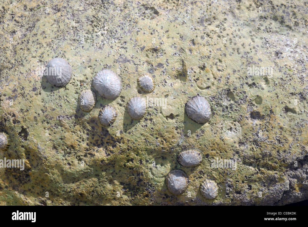 Limpets on Rocks, Whitecliff Bay Isle of Wight, Hampshire, England ...