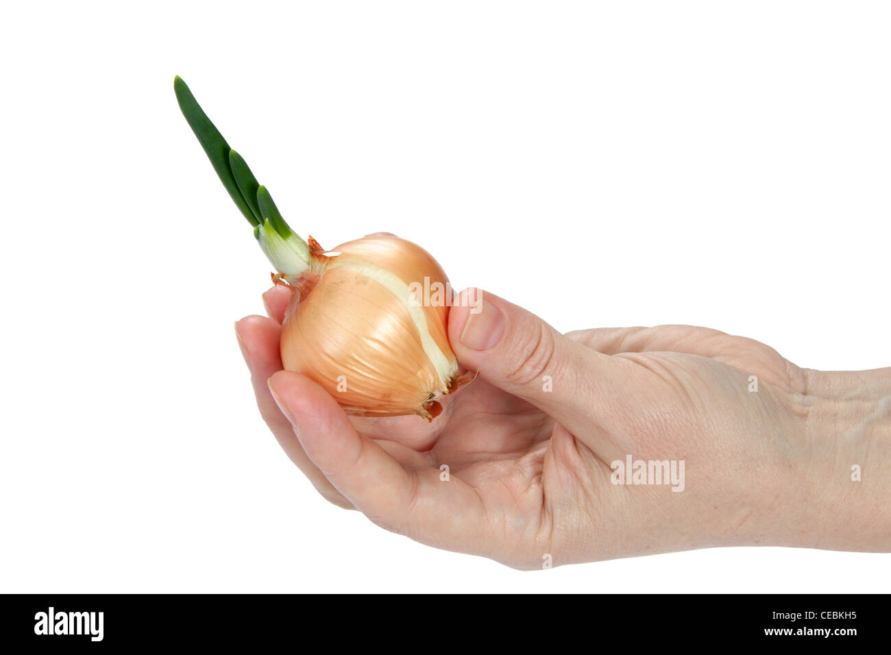Beautiful female hand keeps onion isolated on white background Stock ...