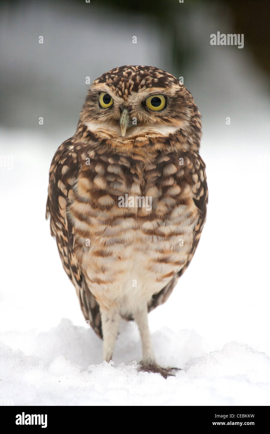 owl in snow Stock Photo - Alamy