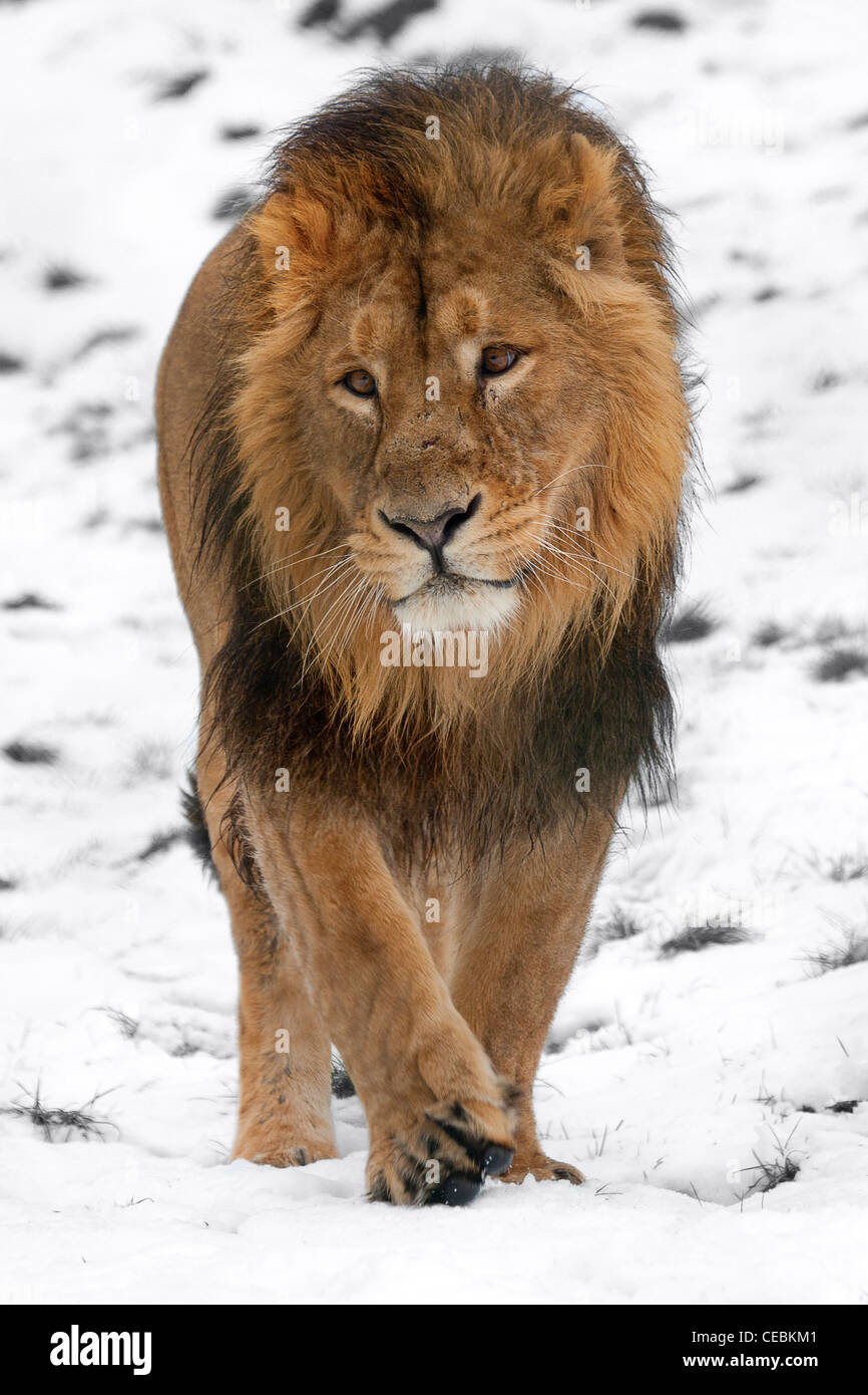 Snow lion hi-res stock photography and images - Alamy