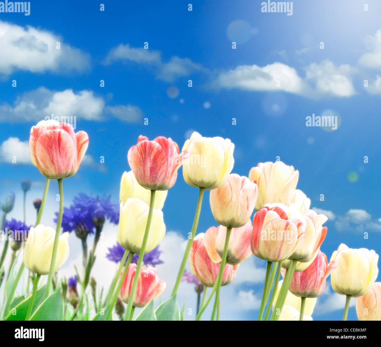Colorful Spring Flowers And Grass Against A Blue Sky Stock Photo - Alamy