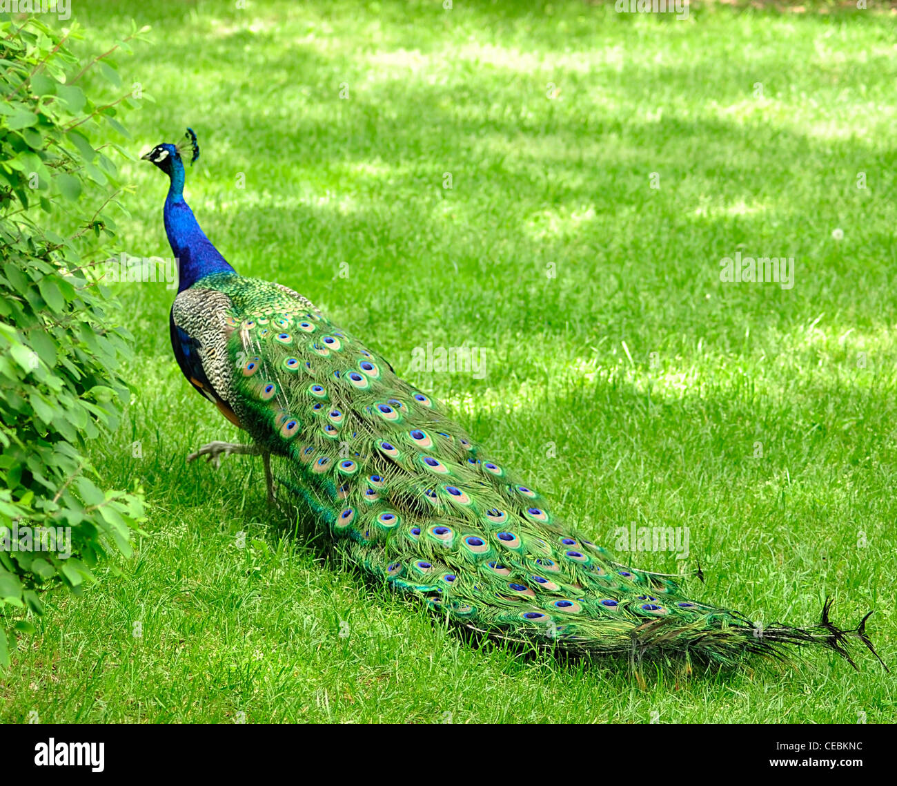 a peacock in the park Stock Photo - Alamy