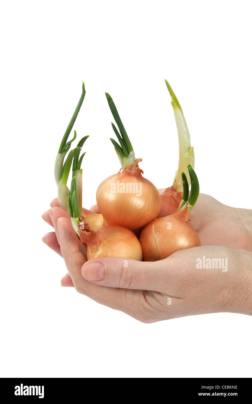 Beautiful female hand keeps onion, isolated on white background Stock ...
