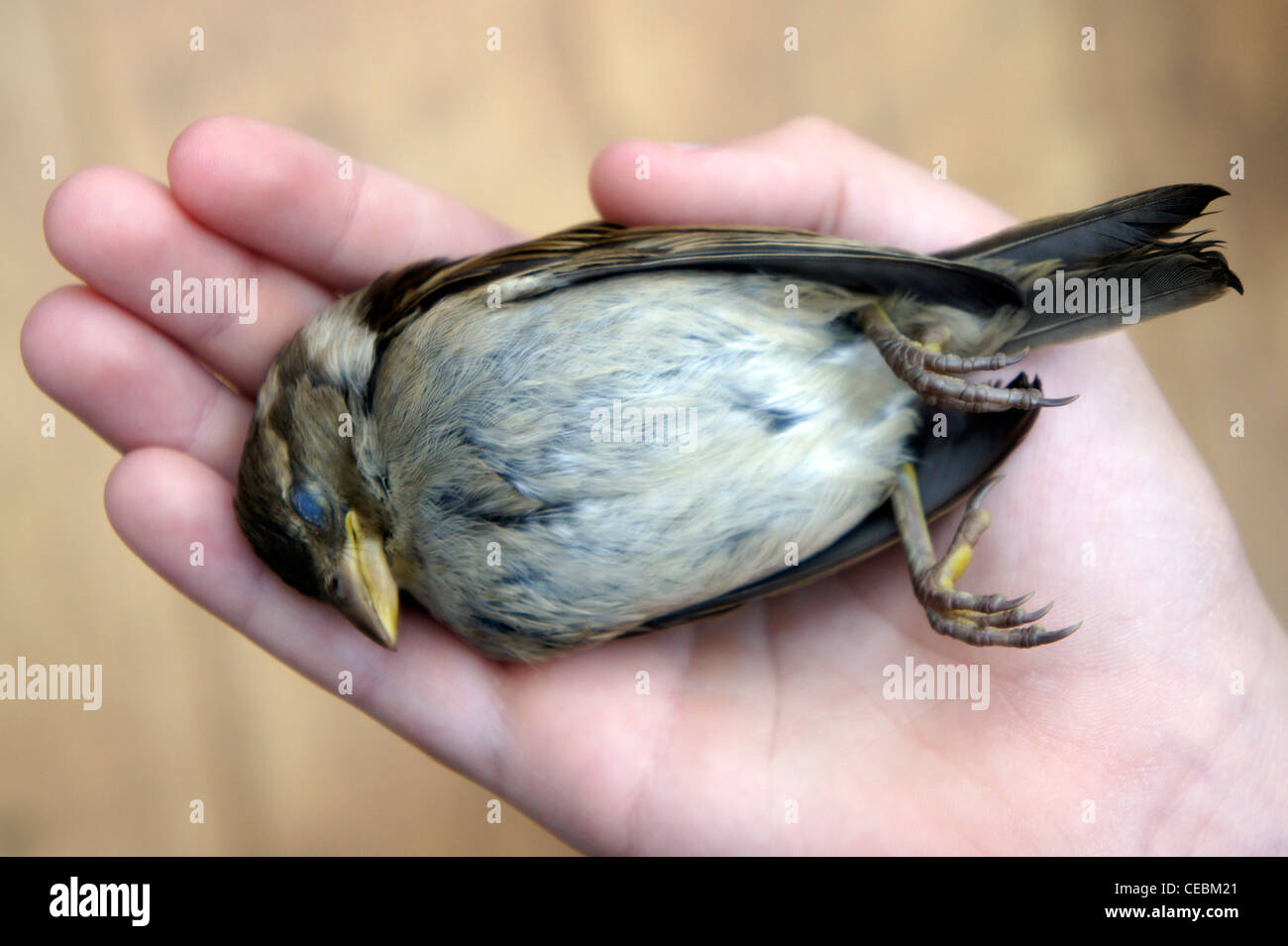 Dead bird in hand hi-res stock photography and images - Alamy
