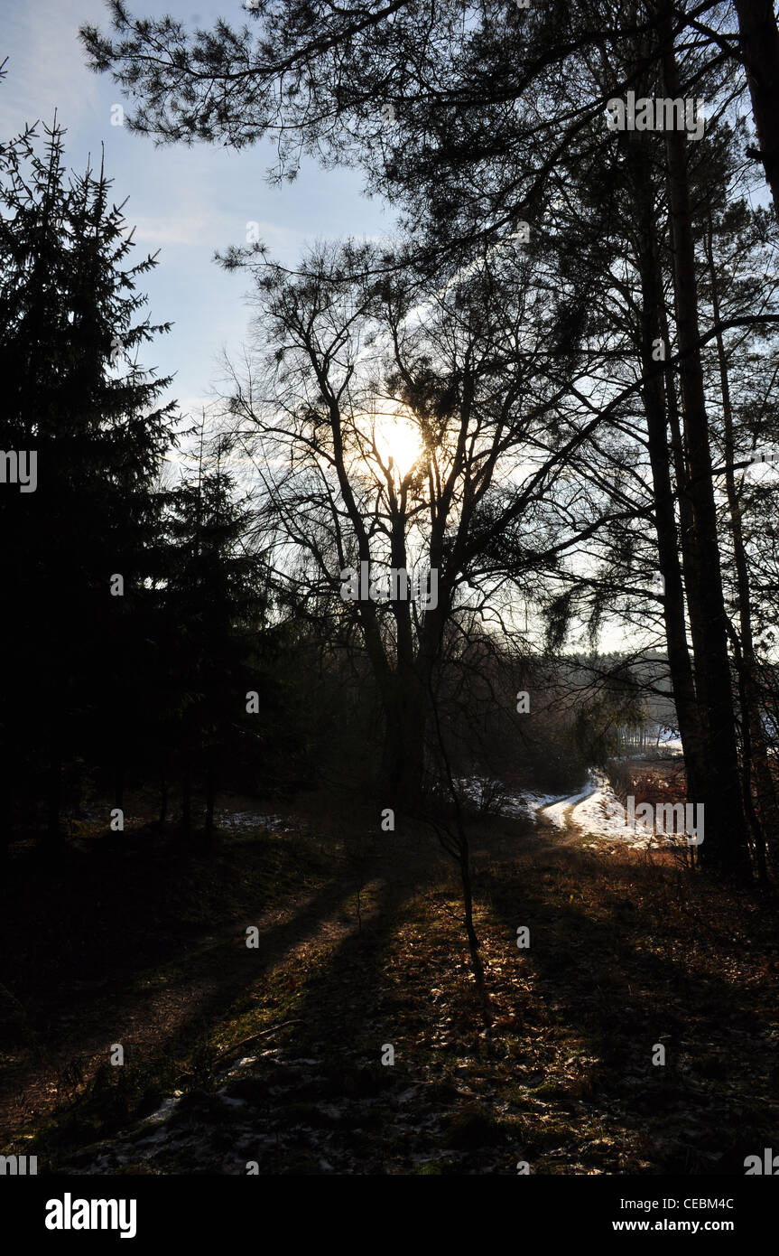 Under the linden tree hi-res stock photography and images - Alamy