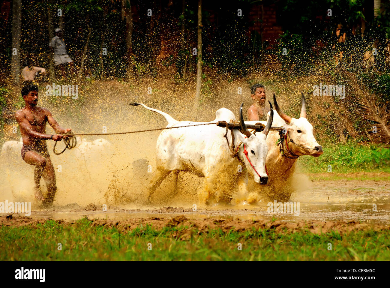 Bull race in kerala hi-res stock photography and images - Alamy