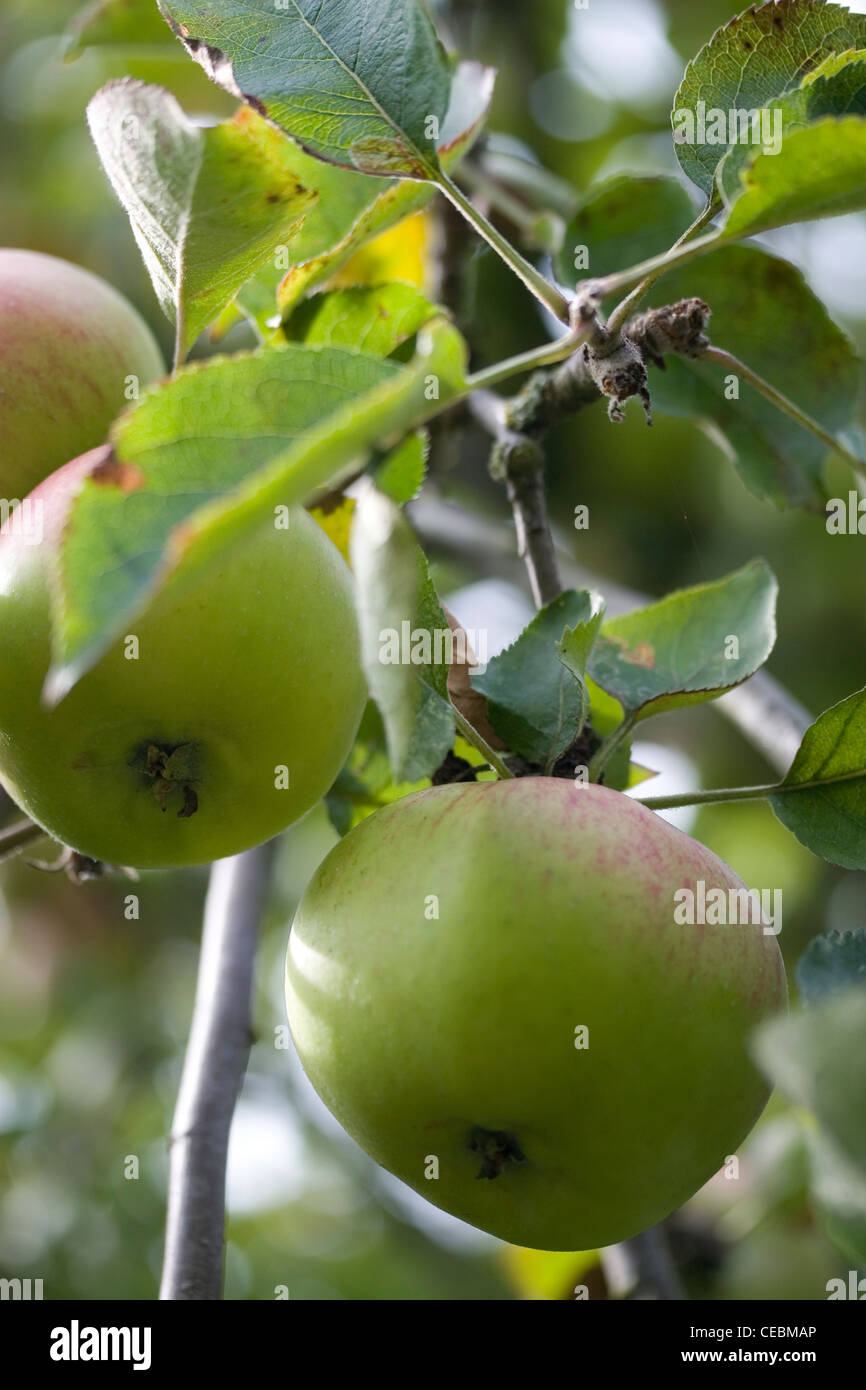 Cooking apples growing on a tree Stock Photo - Alamy