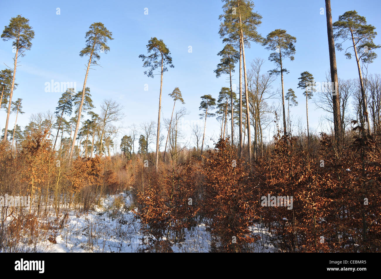 White pine oak forest hi-res stock photography and images - Alamy