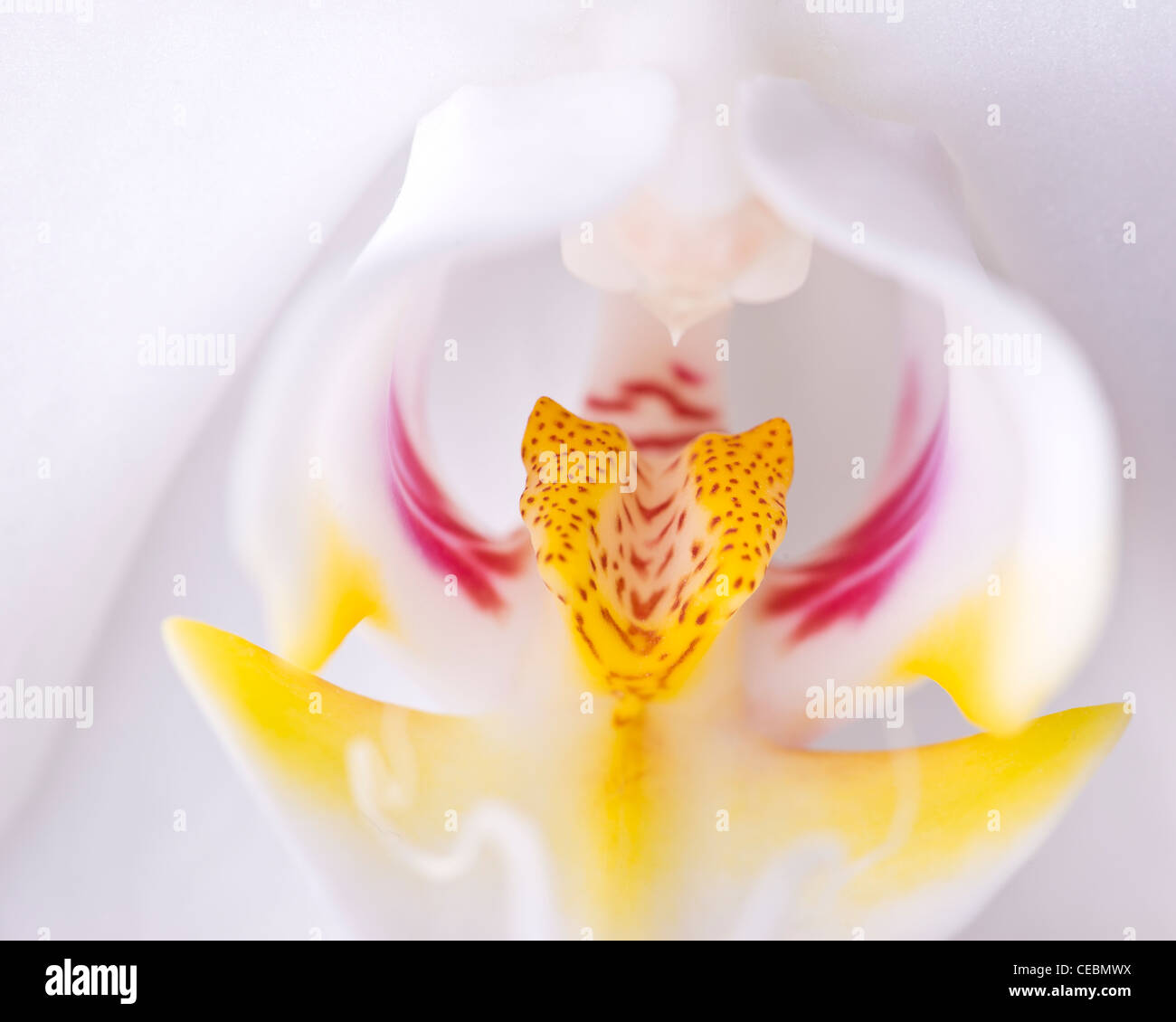 White pink spots orchid hi-res stock photography and images - Alamy