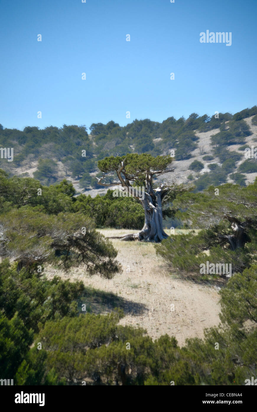 Ukraine steppe trees hi-res stock photography and images - Alamy
