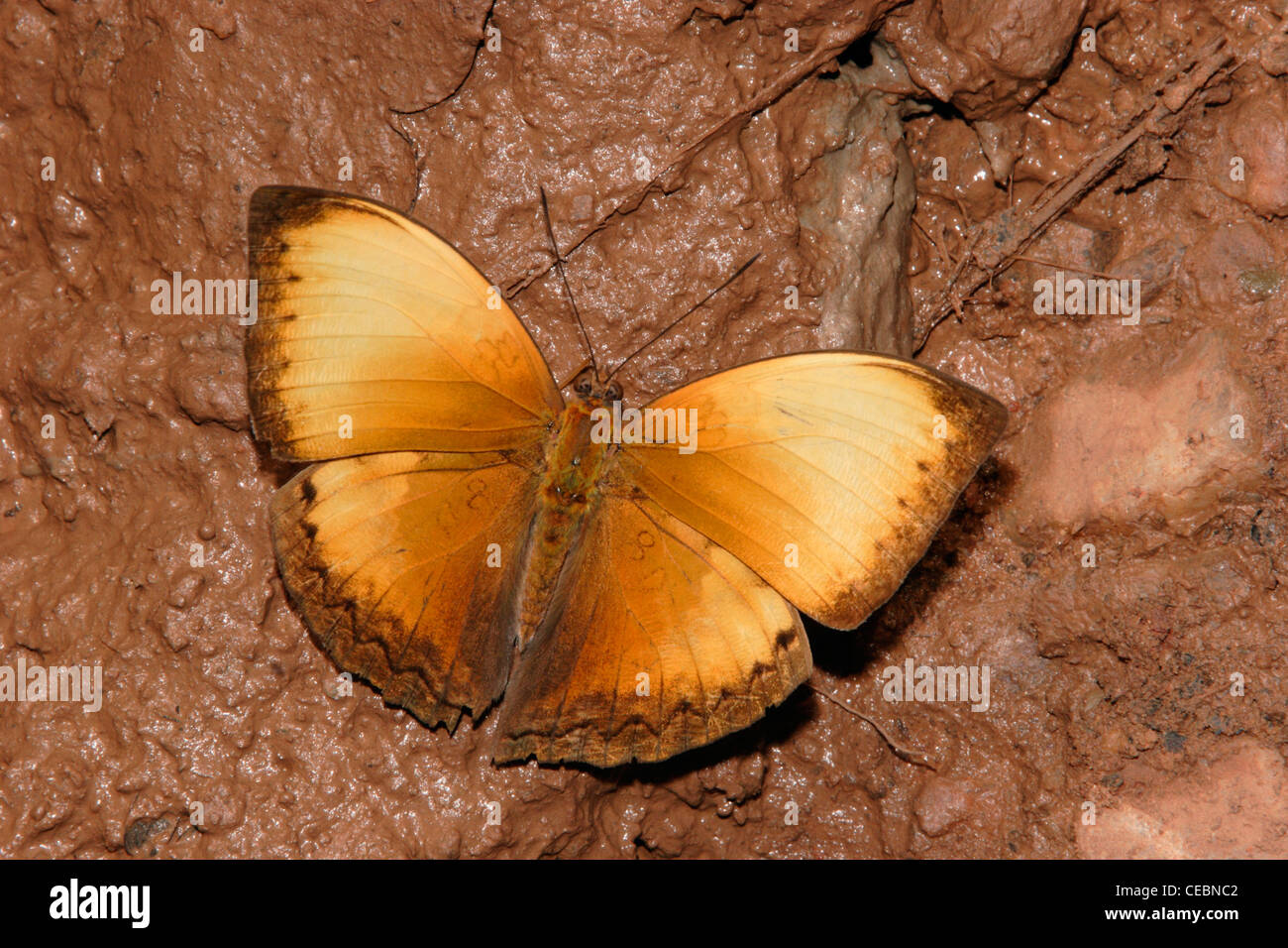 Cymothoe hi-res stock photography and images - Alamy