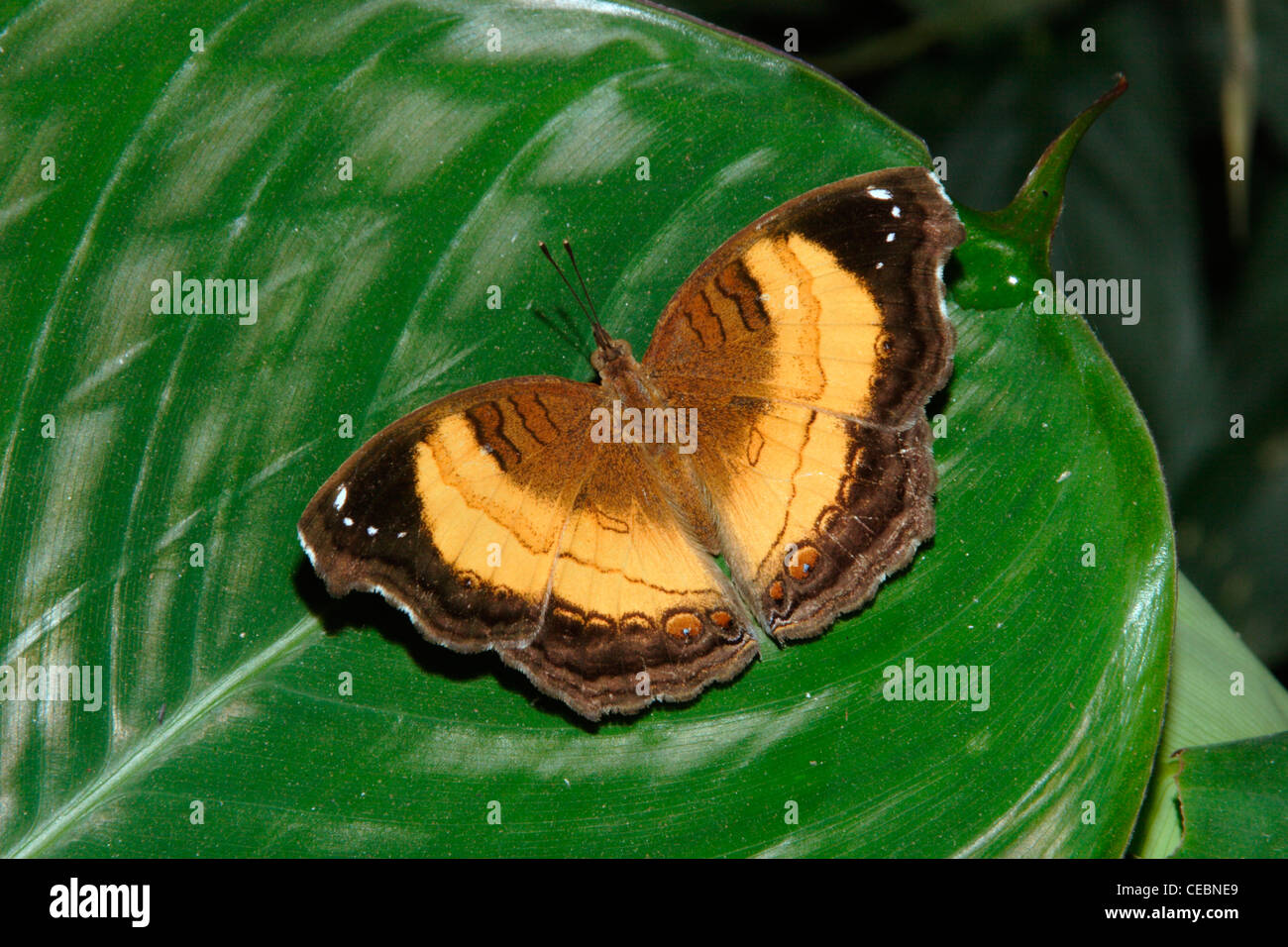 Soldier Commodore butterfly / Soldier Pansy (Junonia terea: Nymphalidae ...