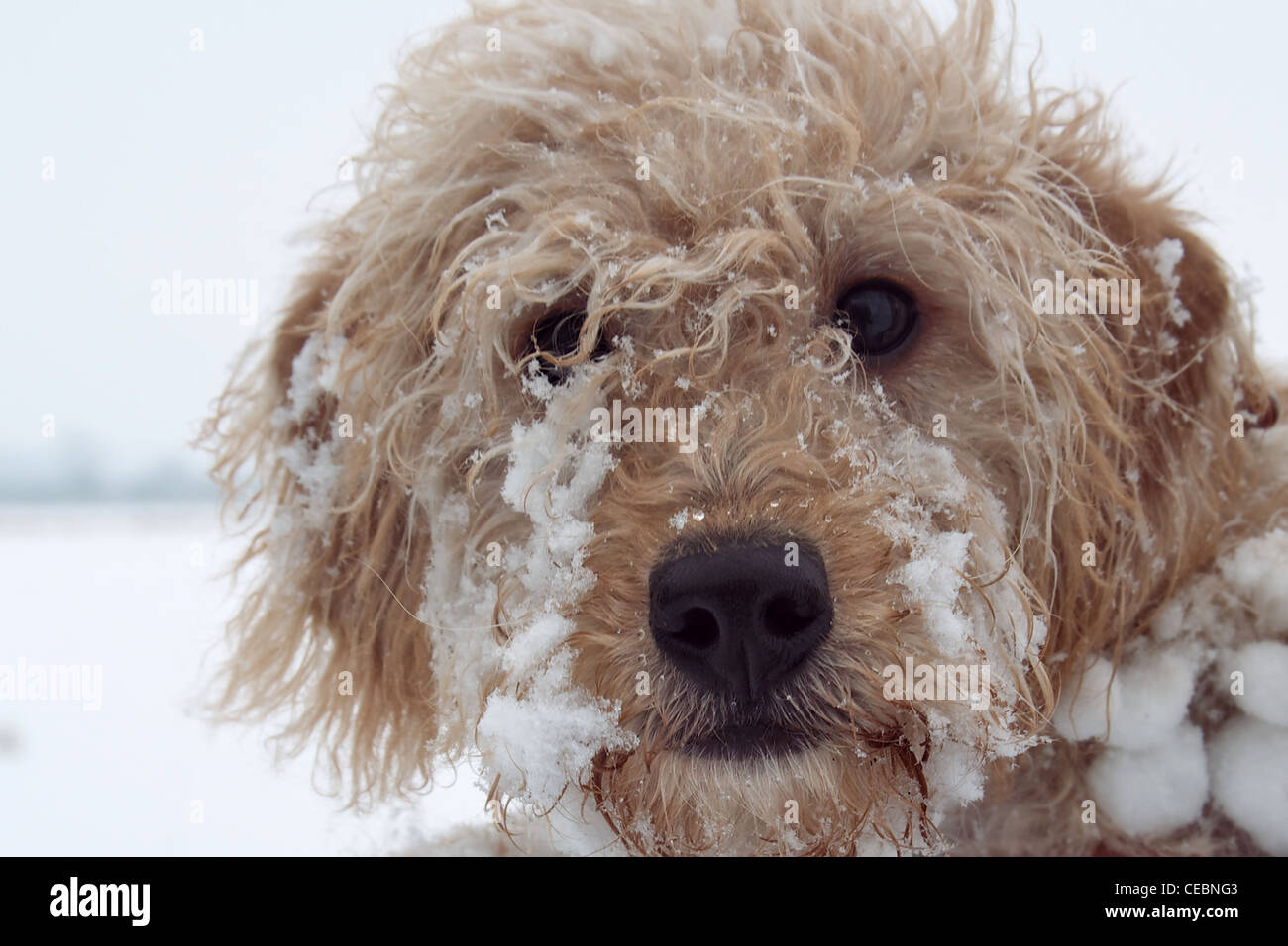 Labradoodle snow hi-res stock photography and images - Alamy