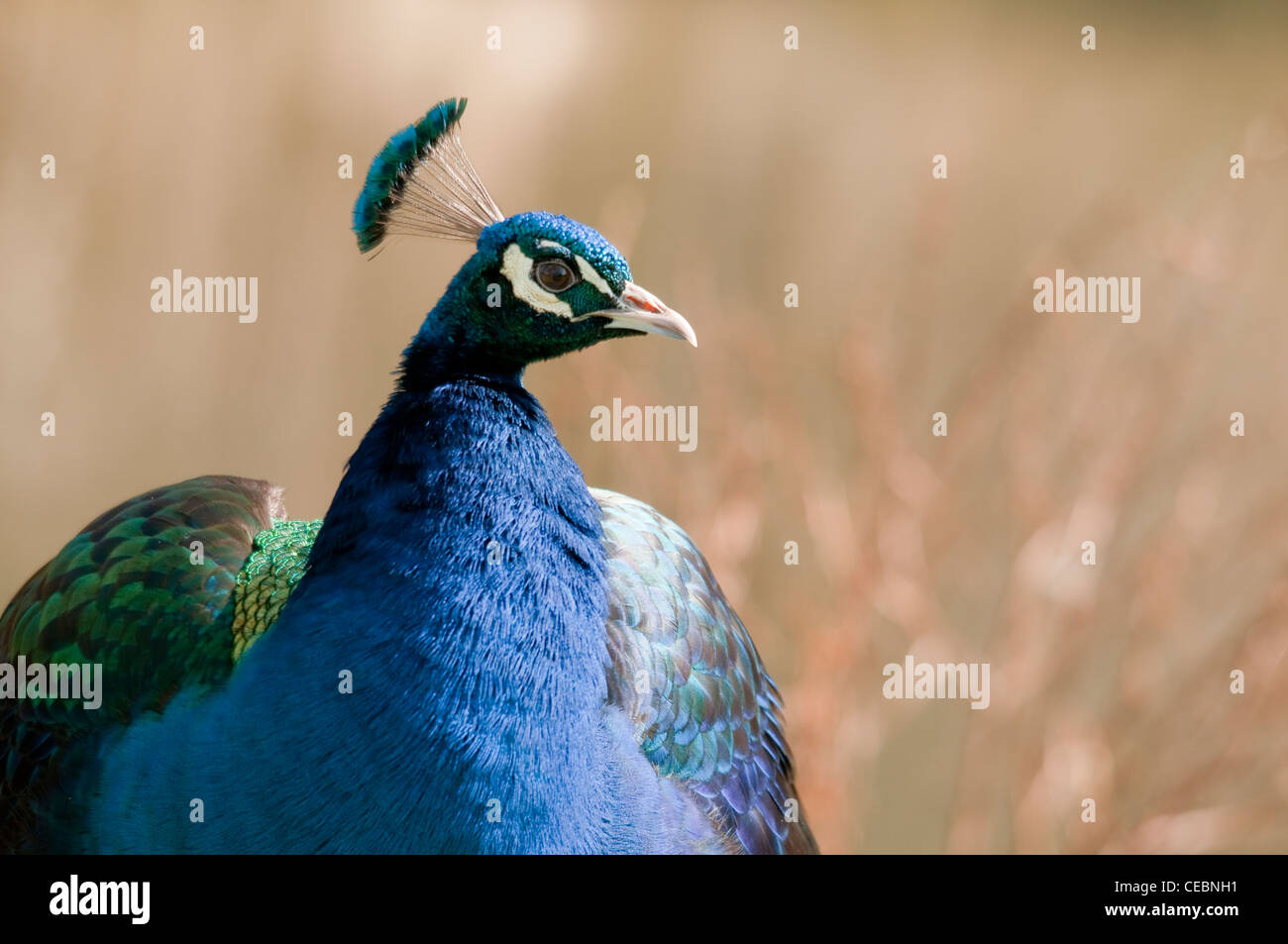 Bird animal peacock hi-res stock photography and images - Alamy