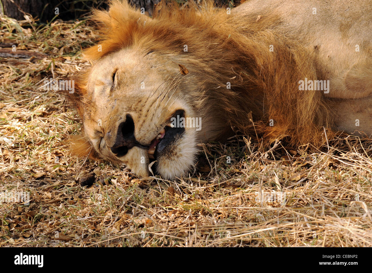 Close up photo of a sleeping male lion Stock Photo - Alamy