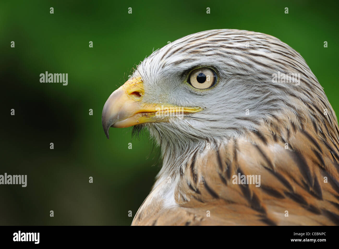 Profile of a Red kite Stock Photo - Alamy