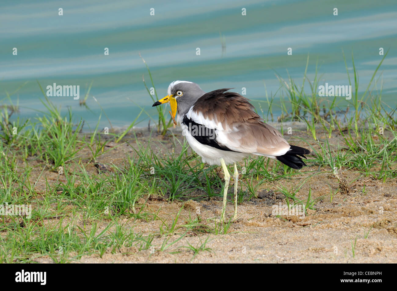 African bird - African Wattled Plover Stock Photo - Alamy