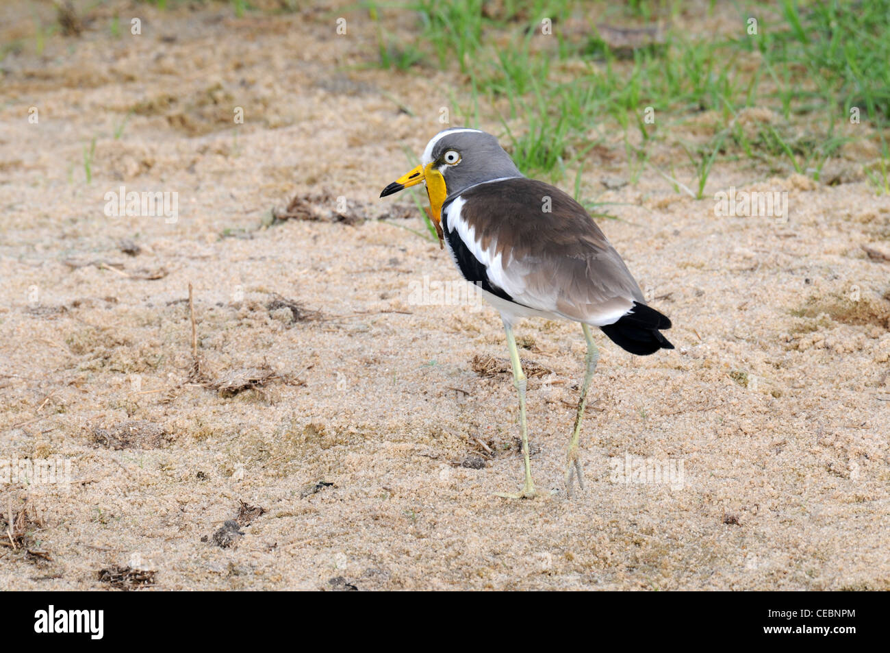 African bird - African Wattled Plover Stock Photo - Alamy