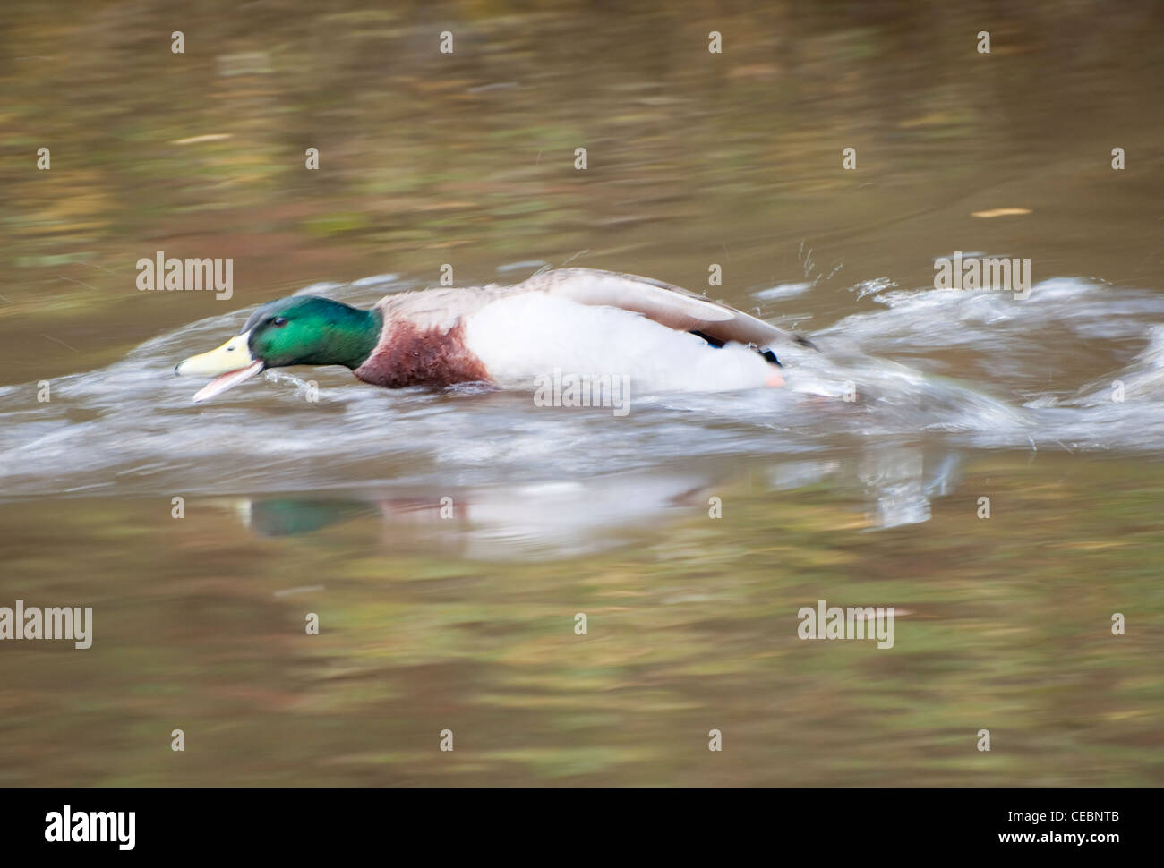 Bird chasing another bird hi-res stock photography and images - Alamy