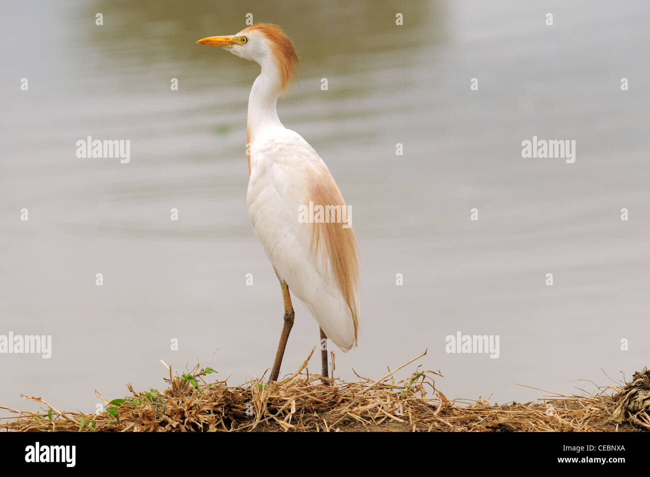 Cattle Egret - small heron Stock Photo - Alamy