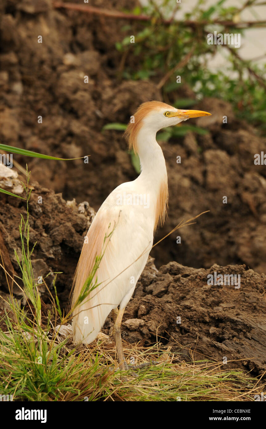 Cattle Egret - small heron Stock Photo - Alamy