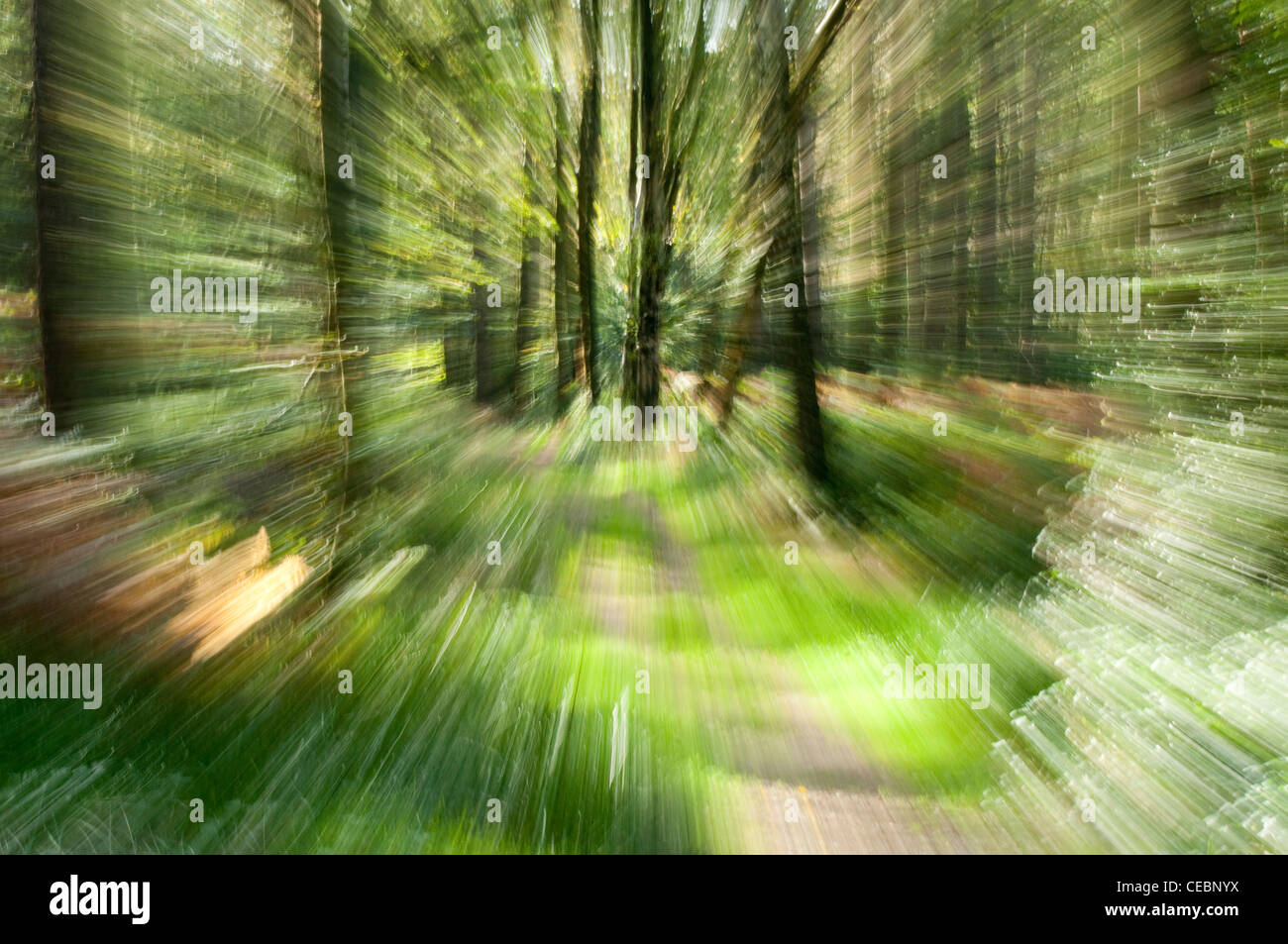 Motion blurred images of woodland Stock Photo - Alamy