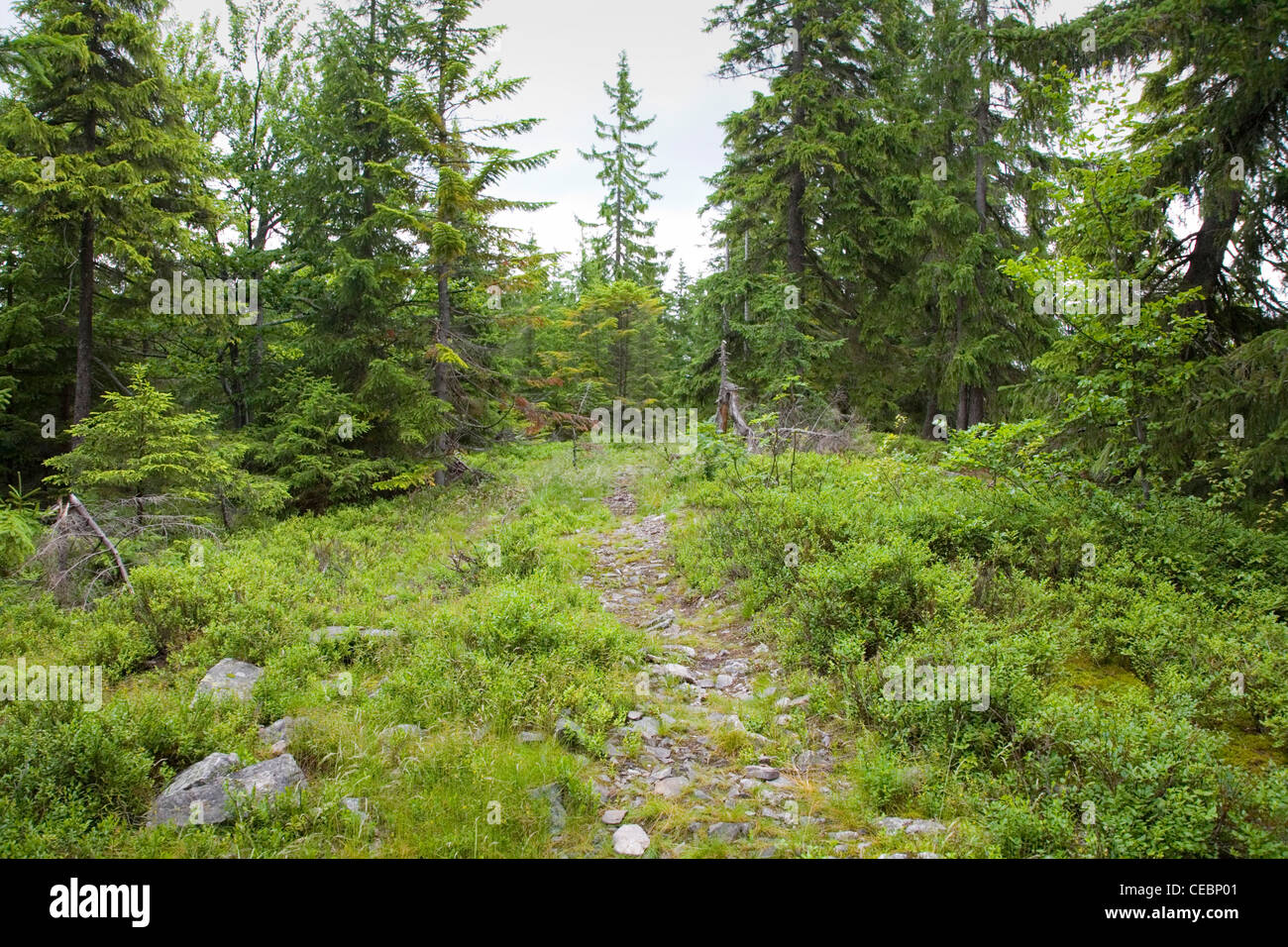 , Slovakia, Slovak, Republic, landscape, Donovaly, forest, wood, trees ...
