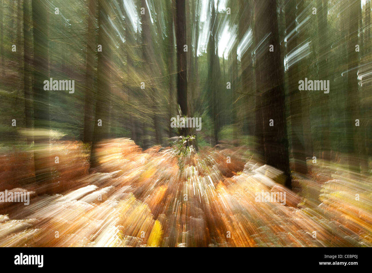 Motion blurred images of woodland Stock Photo - Alamy