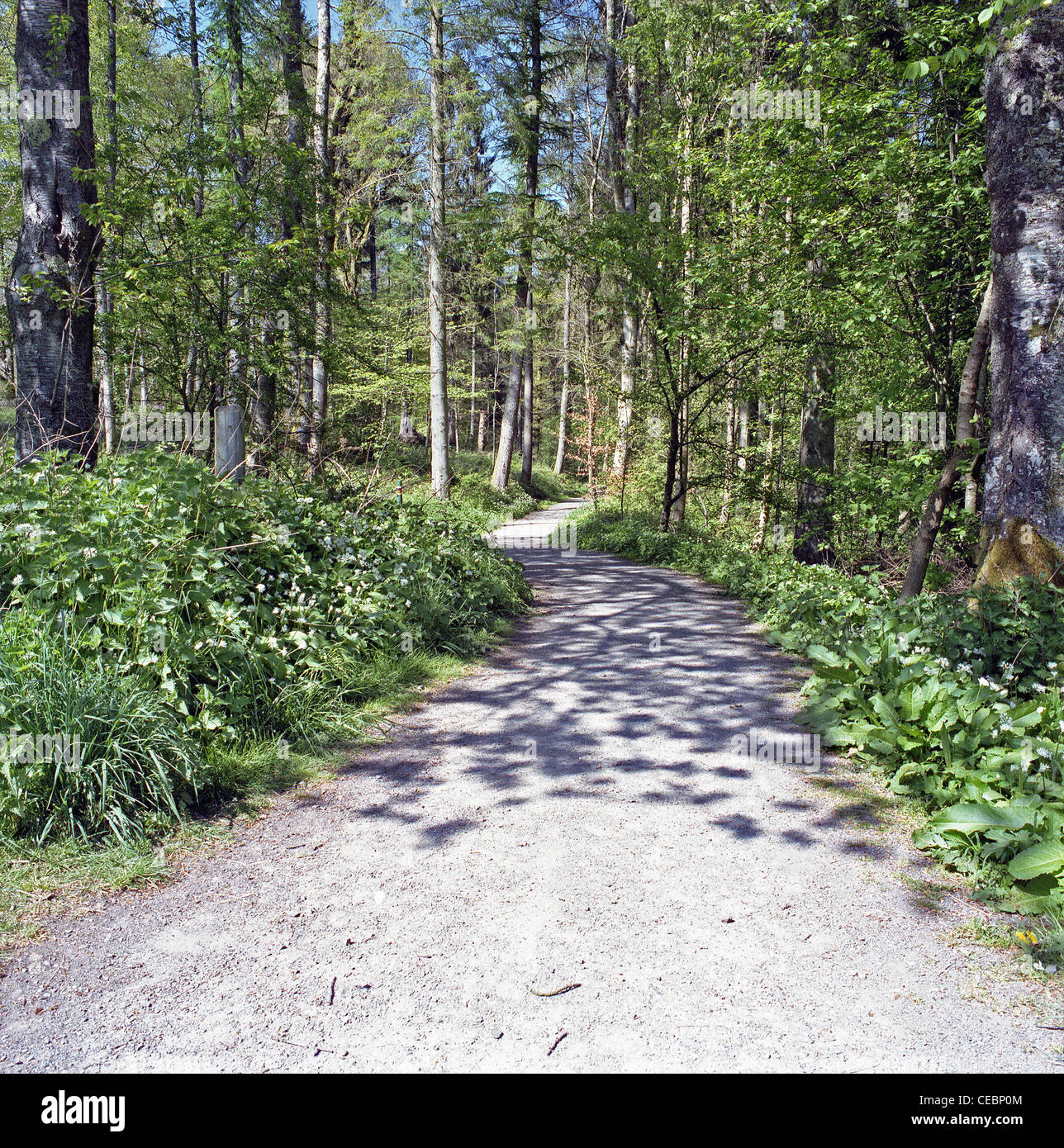 Woods hi-res stock photography and images - Alamy