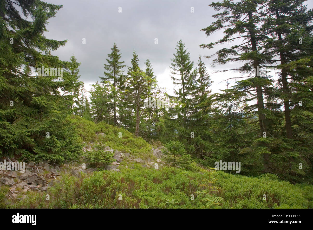 , Slovakia, Slovak, Republic, landscape, Donovaly, forest, wood, trees ...