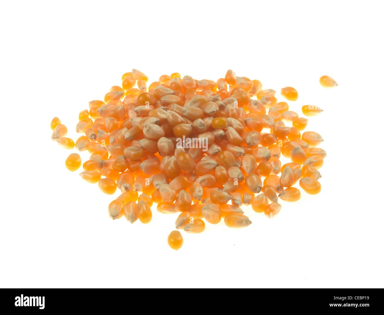 Maize grain Cut Out Stock Images & Pictures - Alamy