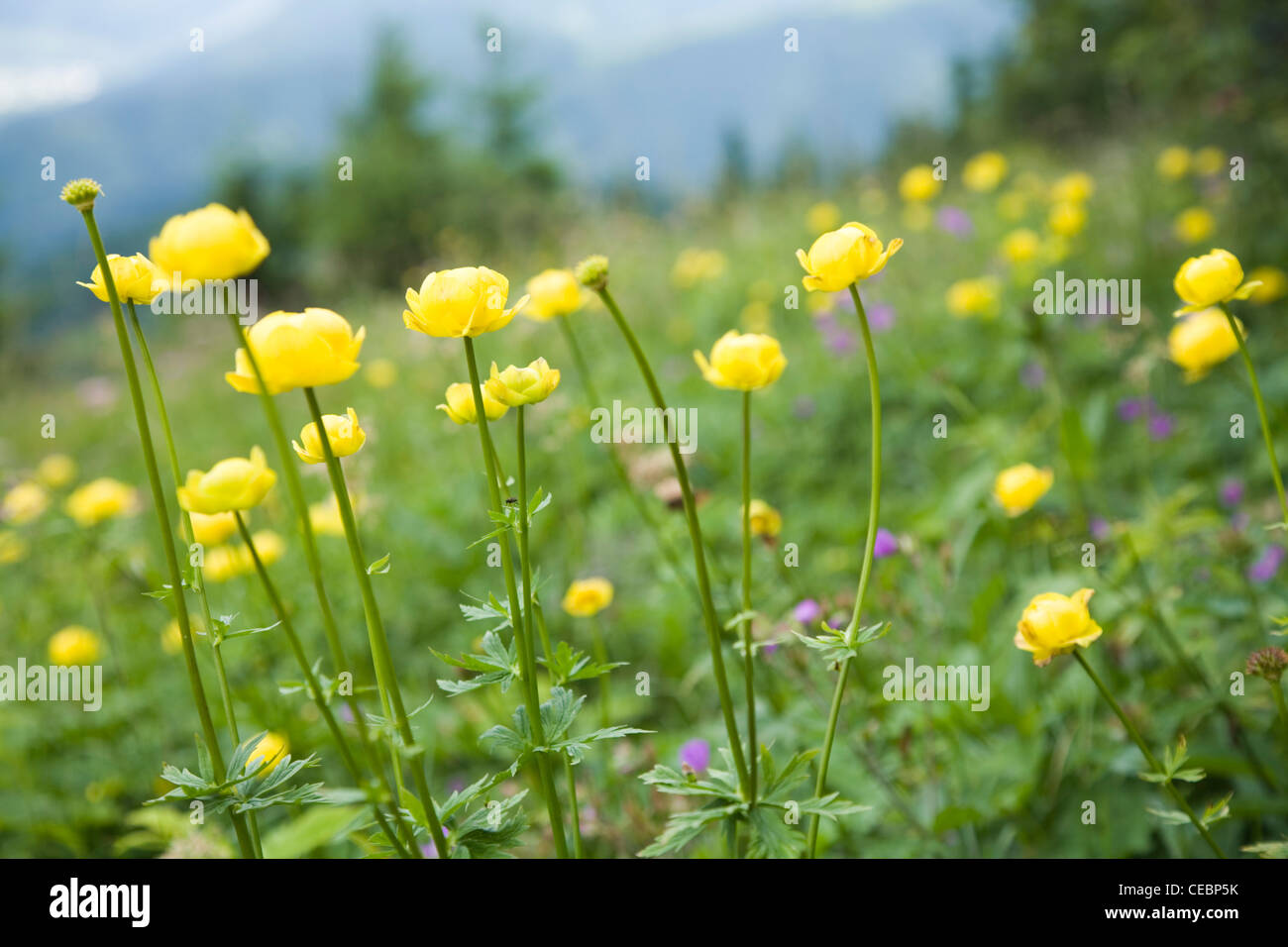 , Slovakia, Slovak, Republic, landscape, Donovaly, meadow, mountains ...