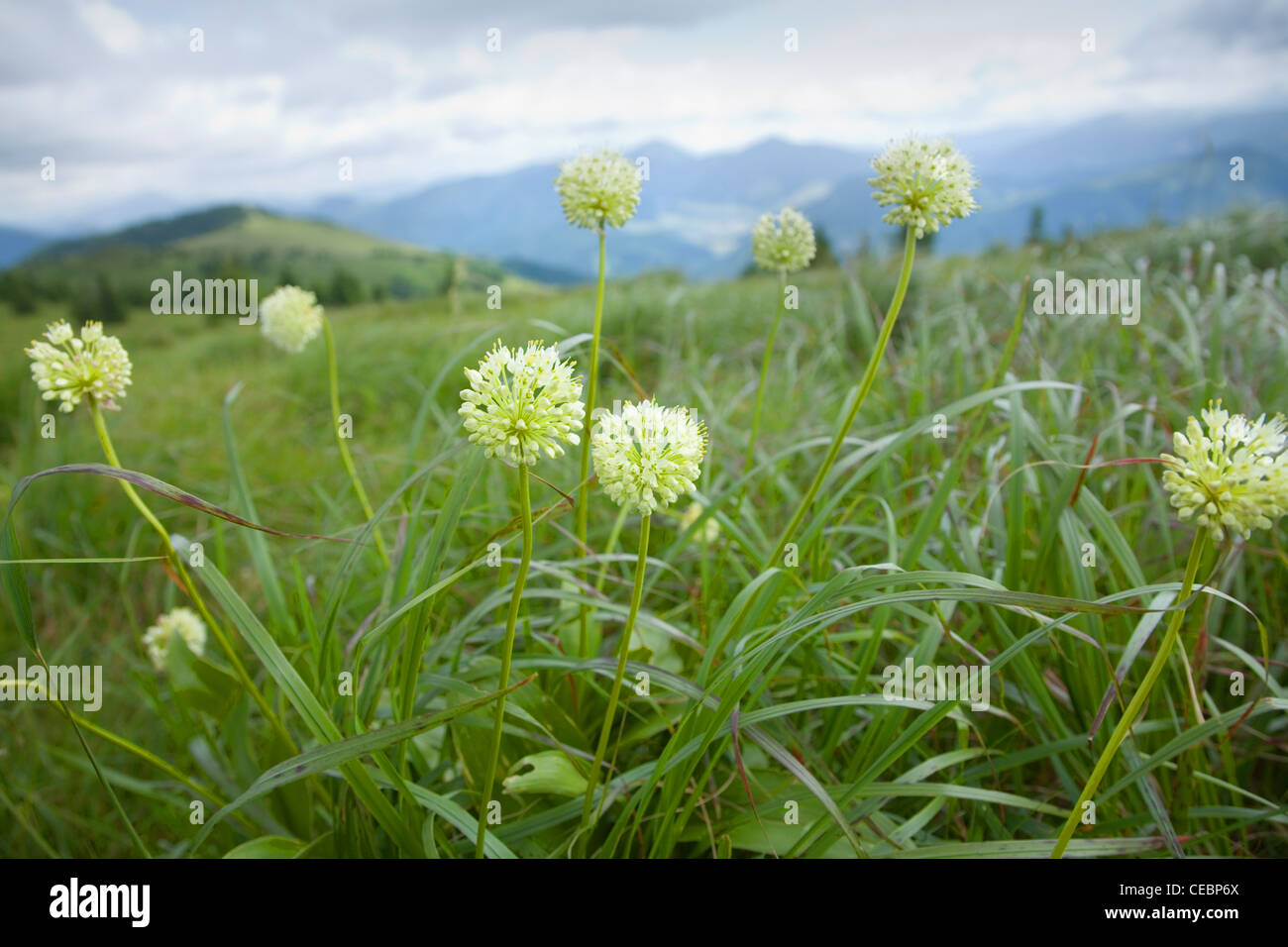 , Slovakia, Slovak, Republic, landscape, Donovaly, meadow, mountains ...