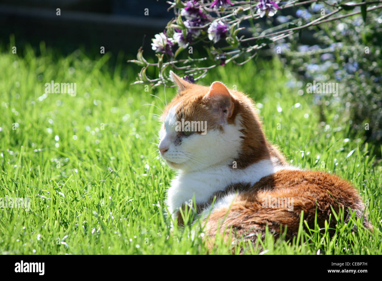Ginger Cat In Grass High Resolution Stock Photography and Images - Alamy