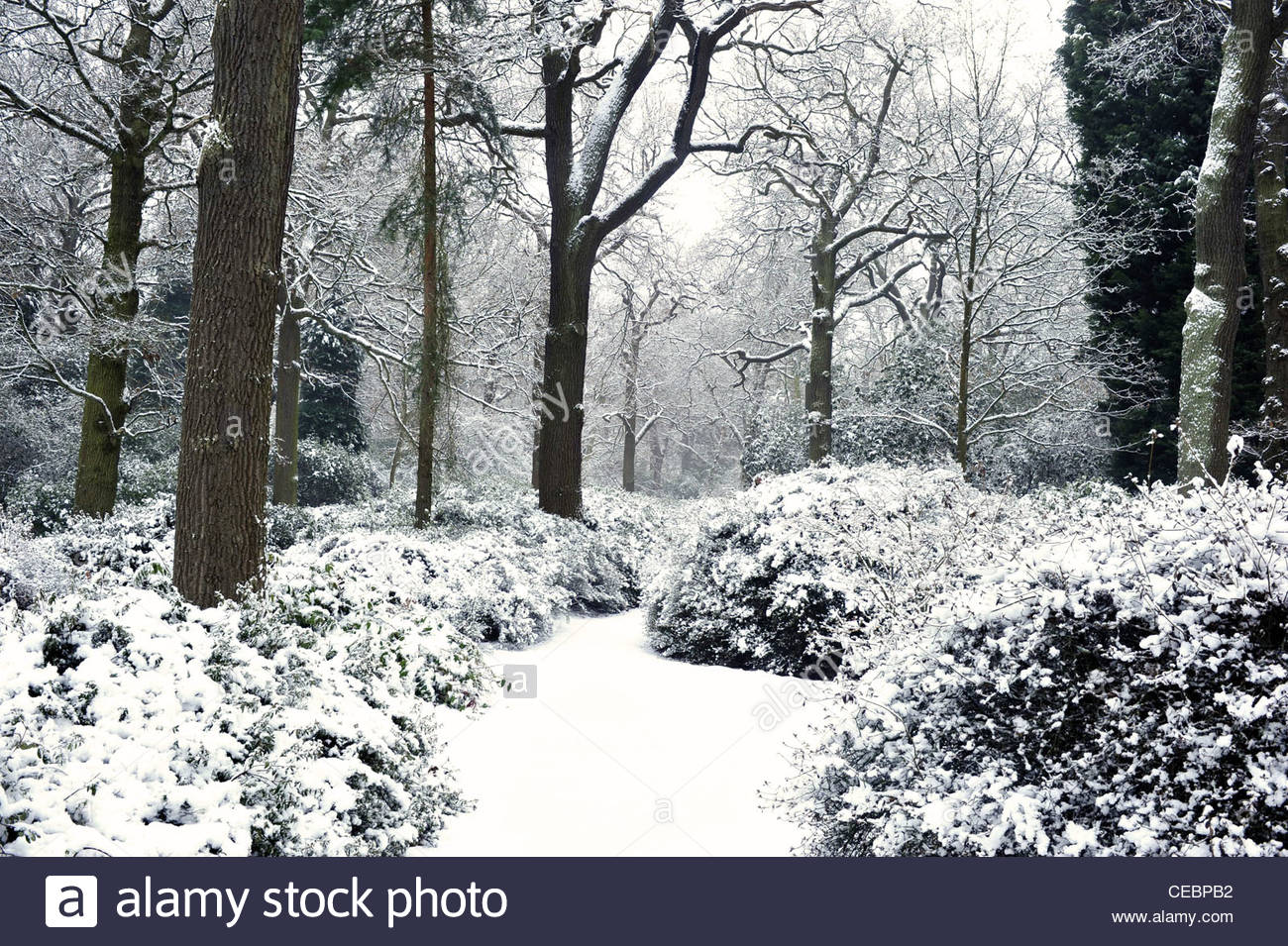 Richmond Park Isabella Plantation Stock Photos & Richmond Park Isabella ...
