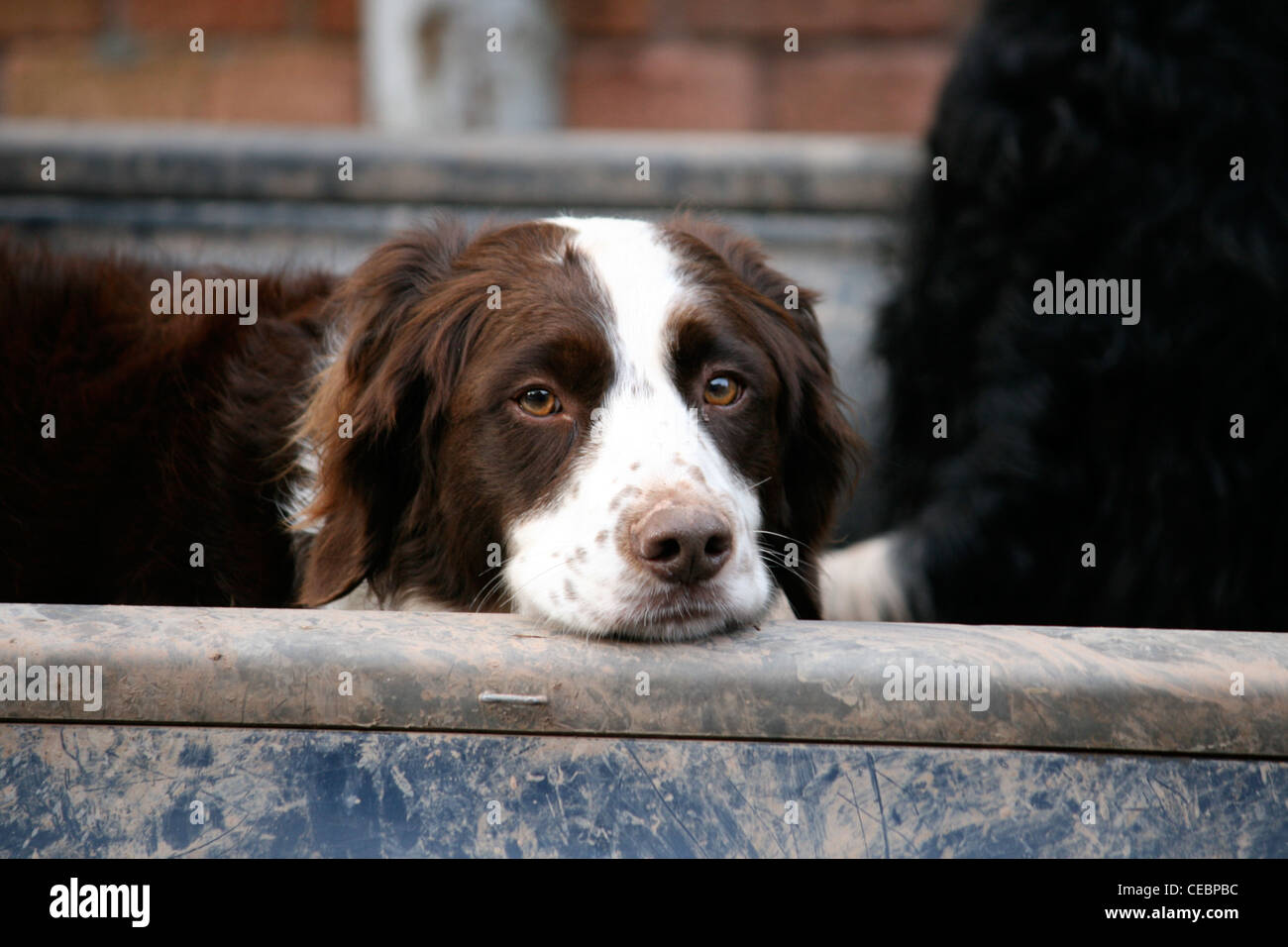 Springer Spaniel sitting in the back of a farm pick up watching out for ...