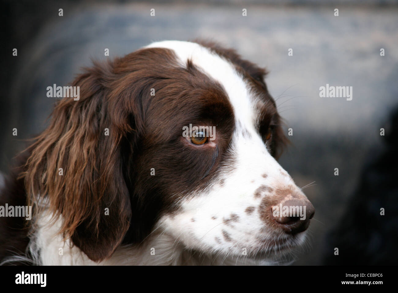 Springer Spaniel sitting in the back of a farm pick up watching out for ...