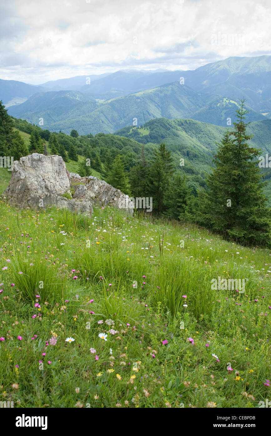 , Slovakia, Slovak, Republic, landscape, Donovaly, meadow, trees ...
