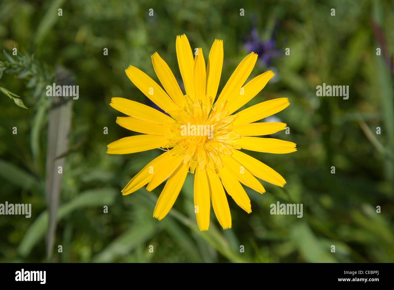 , Slovakia, Slovak, Republic, Donovaly, nature, flowers, Velka Fatra ...