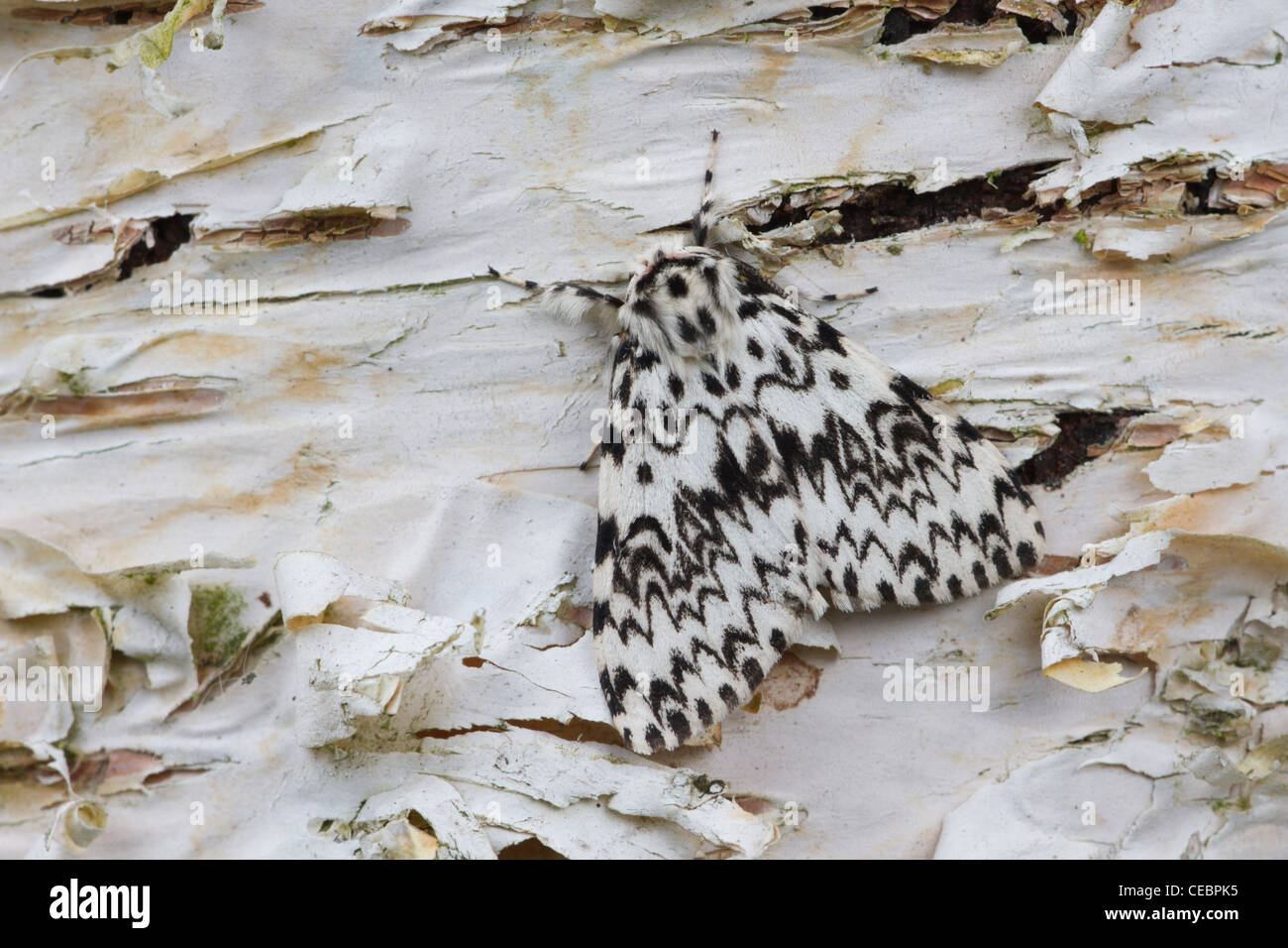 Black arches moth england hi-res stock photography and images - Alamy