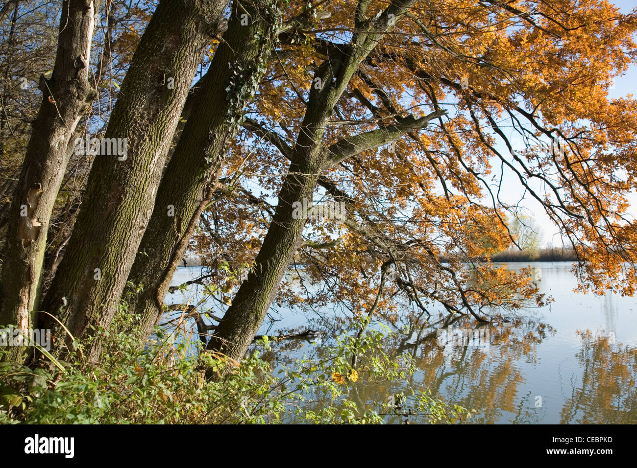 , Slovakia, Slovak, Republic, landscape, trees, autumn, lake, water ...
