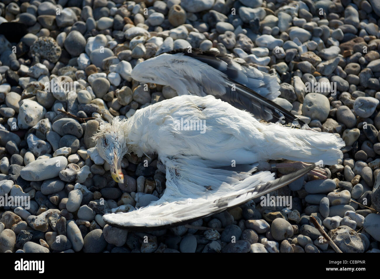Dead seagull hi-res stock photography and images - Alamy
