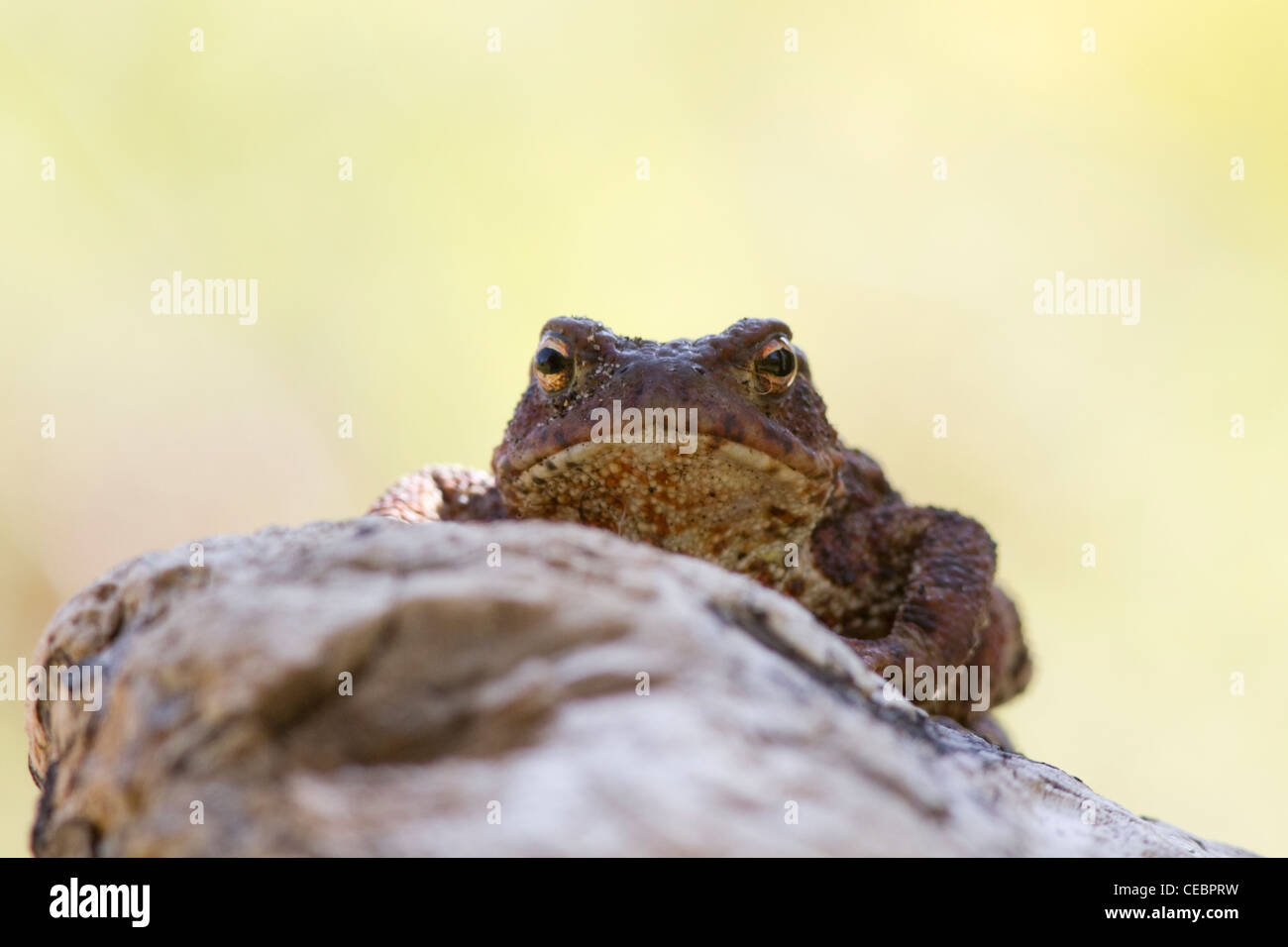 Toad face hi-res stock photography and images - Alamy