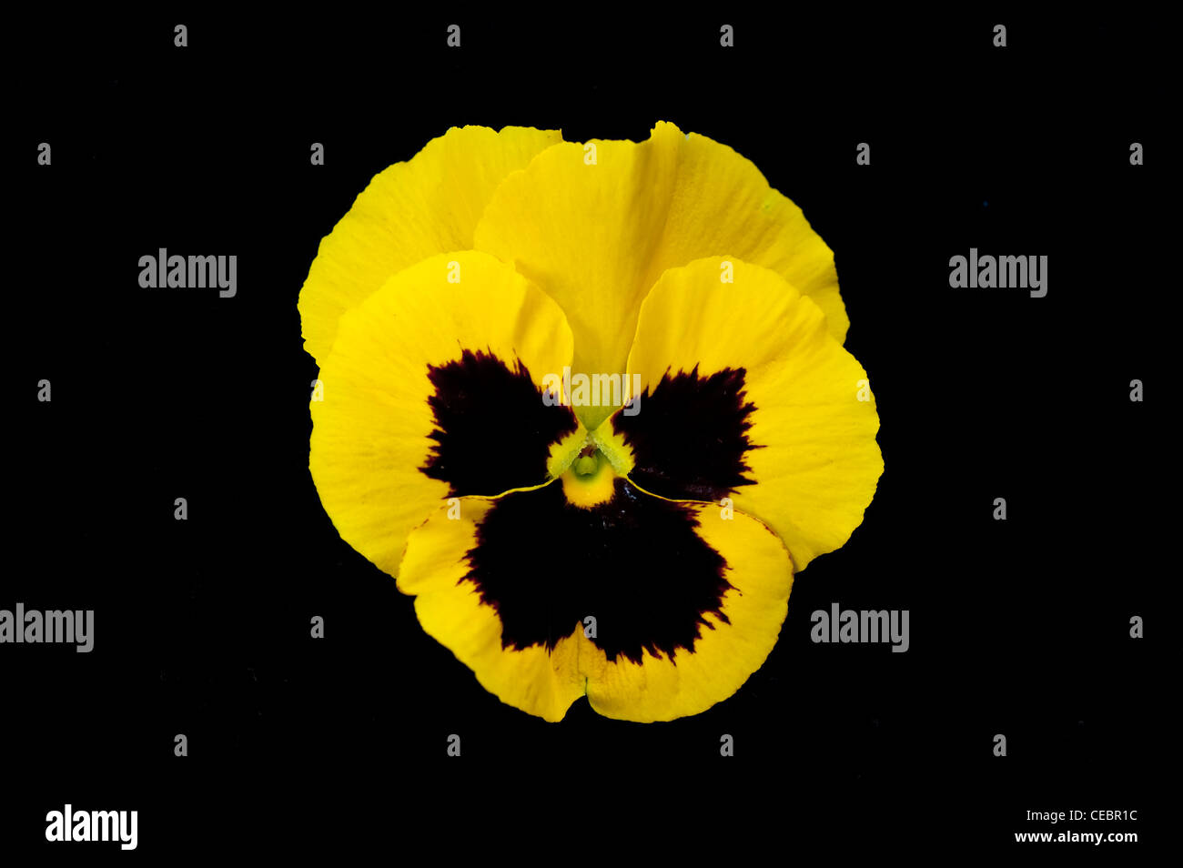 Pansy Face High Resolution Stock Photography and Images - Alamy