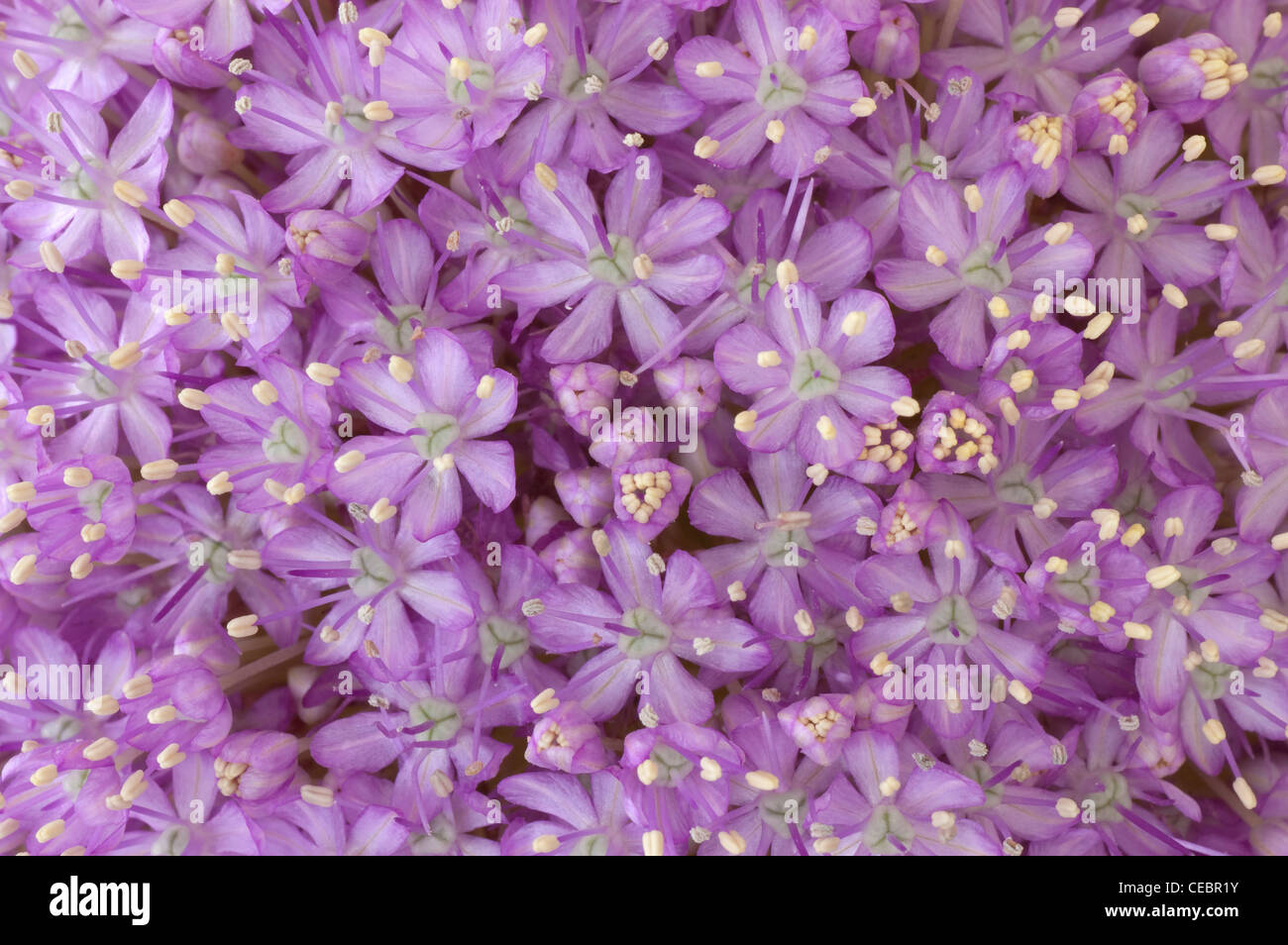 Little allium hi-res stock photography and images - Alamy