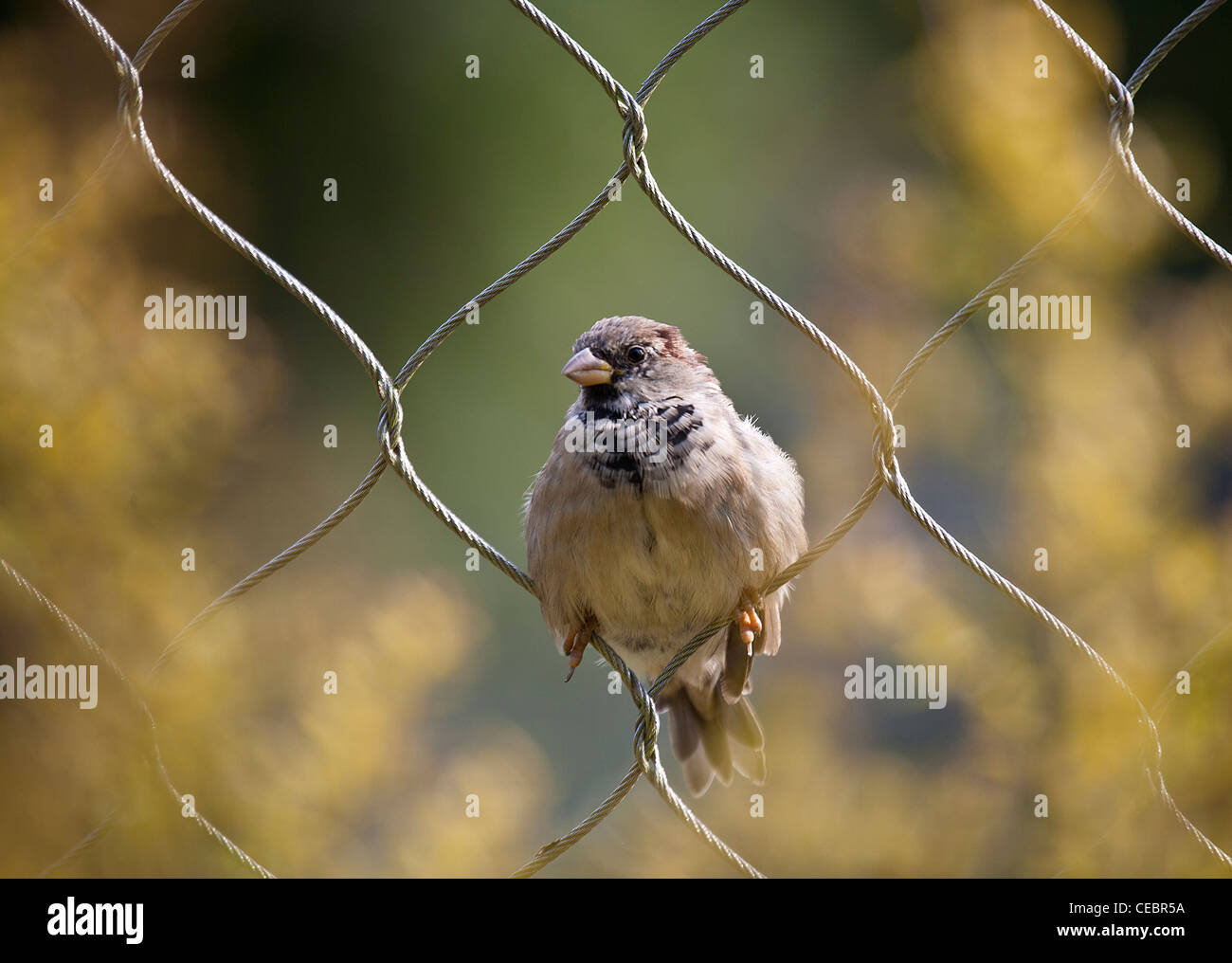 A House Sparrow framed on a chain link fence Stock Photo - Alamy