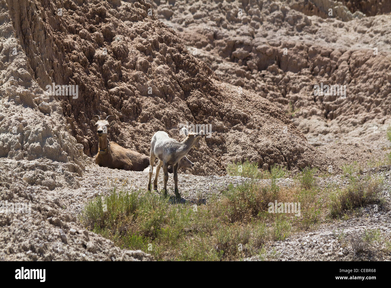 Custer State Park Black Hills Bighorn Sheep wild animal National Park ...